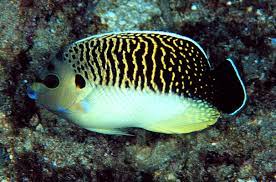 Tiger Angelfish - Apolemichthys kingi - Sea View World Aquatics