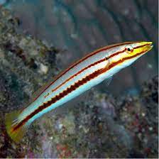 Candy Cane Wrasse - Hologymnosus Doliatus - Sea View World Aquatics