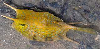 Longhorn cowfish - Lactoria cornuta - Sea View World Aquatics